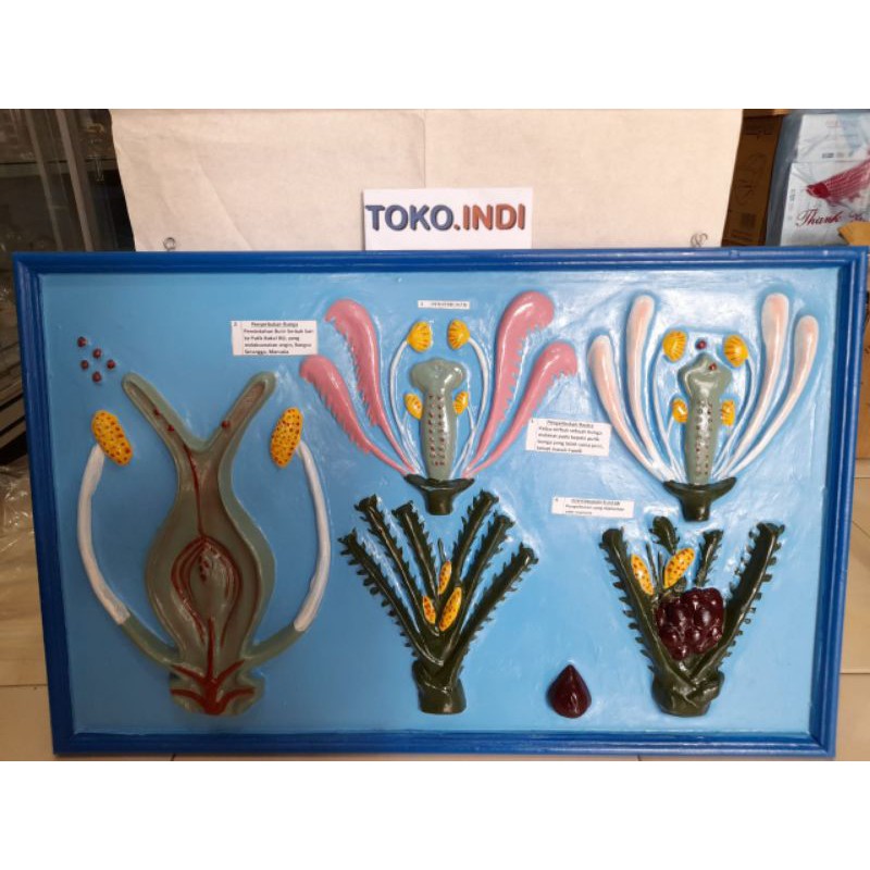 Jual Alat Peraga Pendidikan/Model Penyerbukan Bunga | Shopee Indonesia