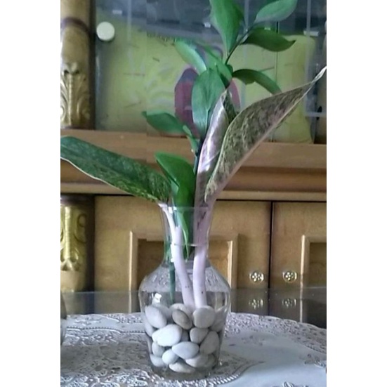 Jual Vas Bunga Kaca Pas Bunga Ruang Tamu Vas Kaca Pot Tanaman Air Vas ...