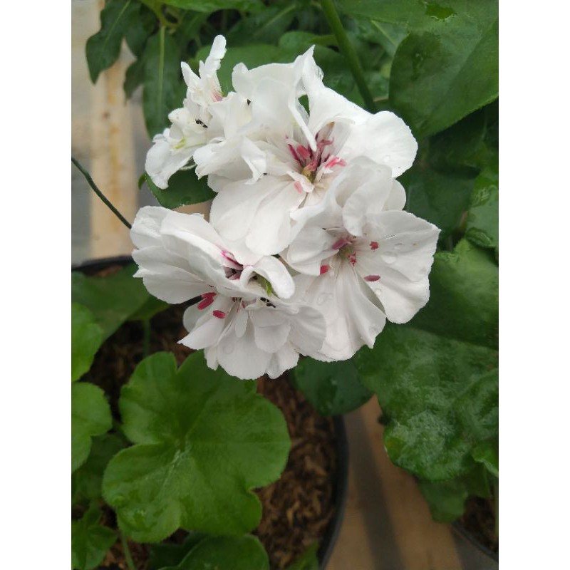 Jual geranium putih bunga gantung/ pelargonium zonale white | Shopee ...