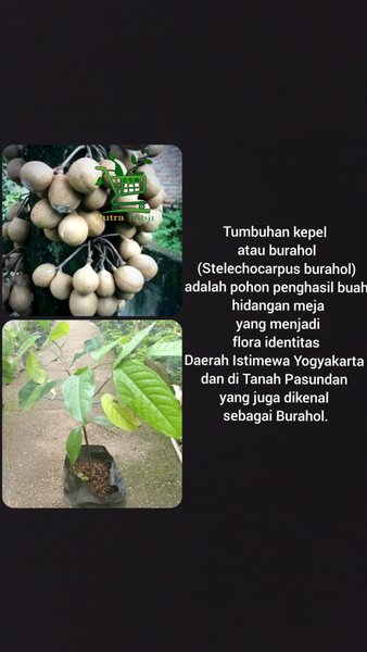 Jual Bubit pohon buah kepel -tanaman kepel - stelechocsrpus burahol ...