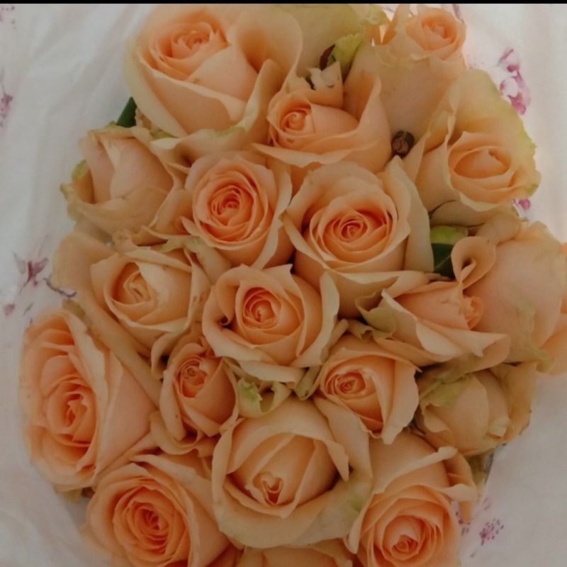 Jual MAWAR POTONG PEACH MAWAR WARNA PEACH SEGAR LANGSUNG DARI KEBUN ISI ...