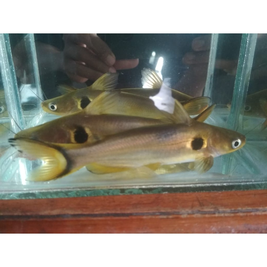Jual Ikan Sun Catfish | Shopee Indonesia