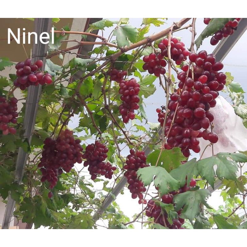 Jual Bibit anggur Ninel | Shopee Indonesia