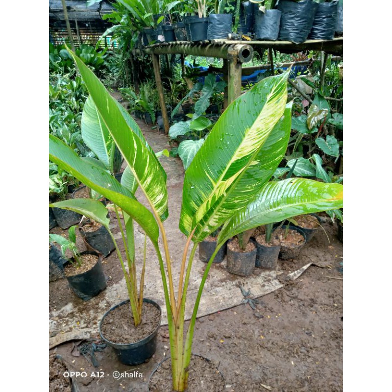 Jual Pohon Pisang Kipas Pariggata Golden Shopee Indonesia