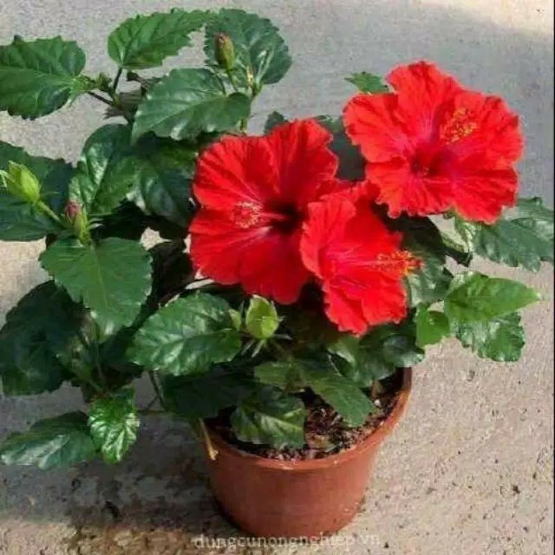 Jual pohon bunga sepatu merah/kembang sepatu/ bibit tanaman | Shopee ...