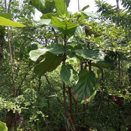 Jual pohon ketapang biola tinggi 1,5 meter //tanaman hias kapan biola ...