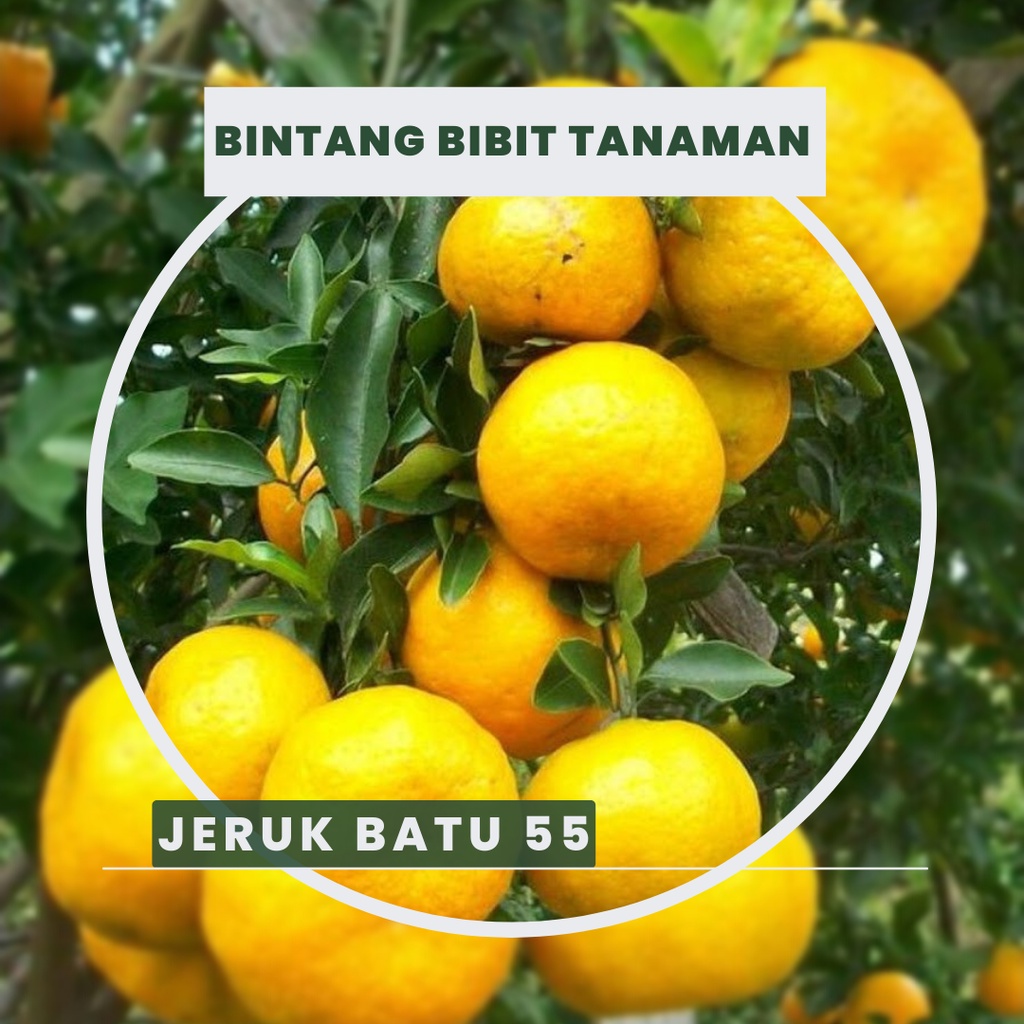 Jual bibit jeruk keprok batu 55 super manis tanaman buah siap tanam ...
