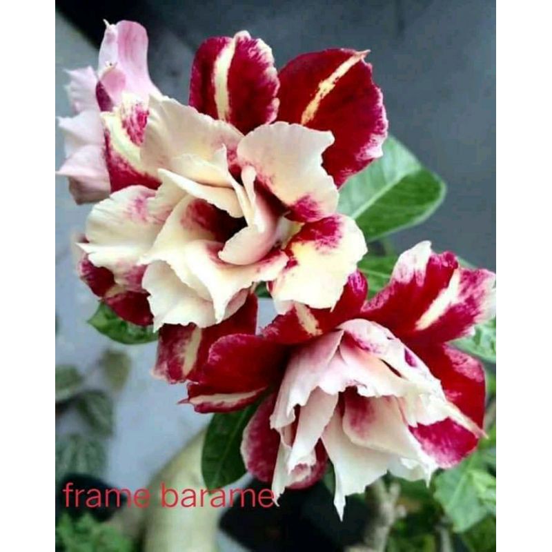 Jual Bibit Tanaman Hias Bunga Adenium Bunga Tumpuk//Bibit Pohon Adenium ...