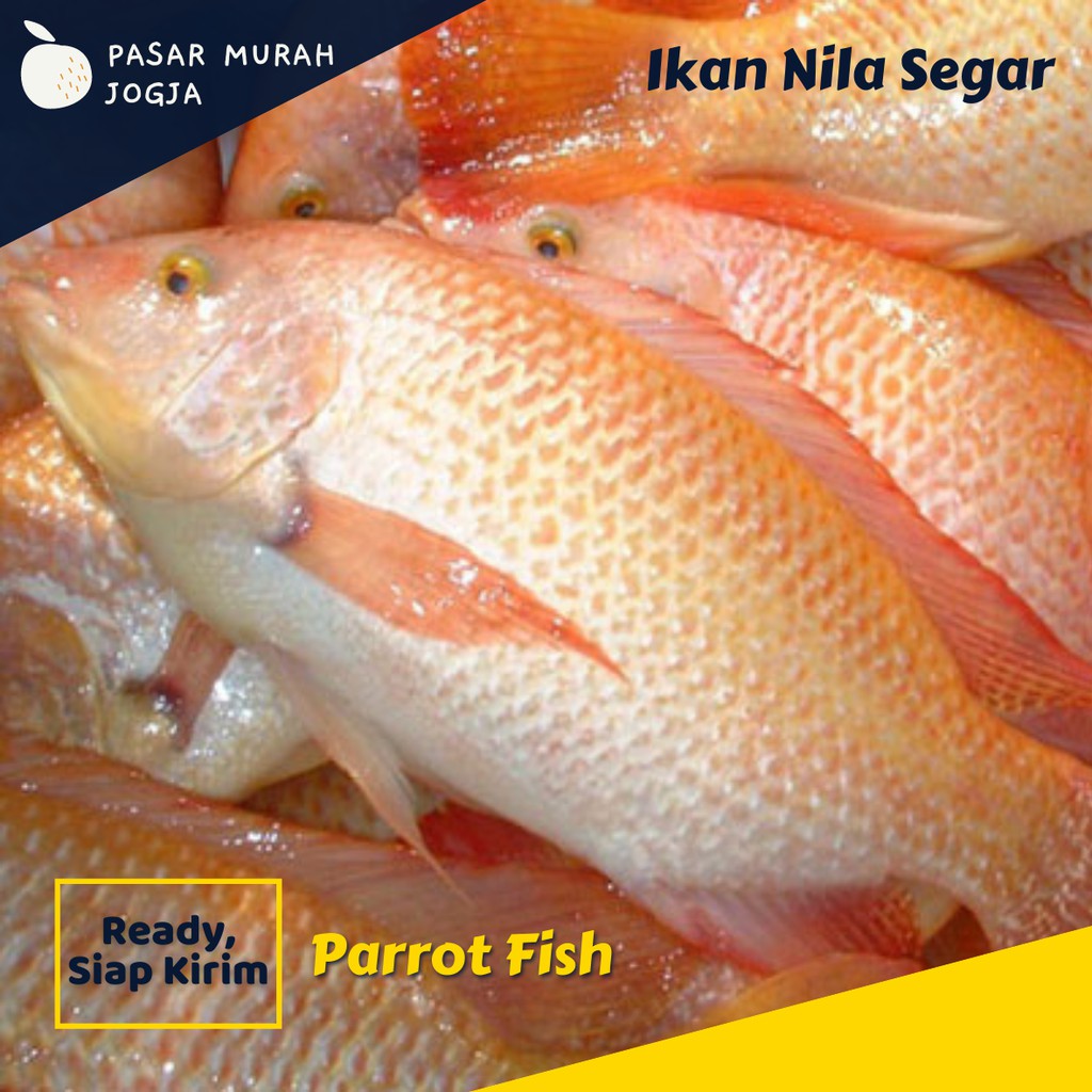 Jual Ikan Nila Segar 1kg Ikan Segar Pasar Murah Jogja | Shopee Indonesia