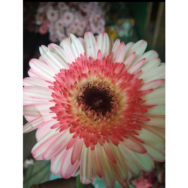 Jual bibit bunga garbera | Shopee Indonesia