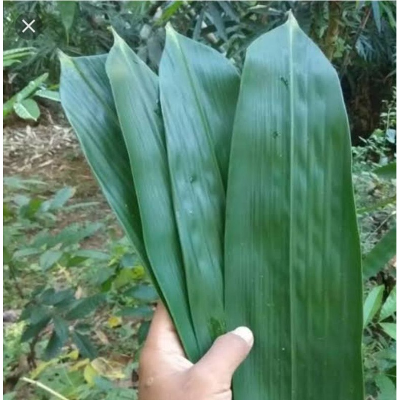 Jual daun bambu bacang ukuran jumbo murah/100 lembar | Shopee Indonesia