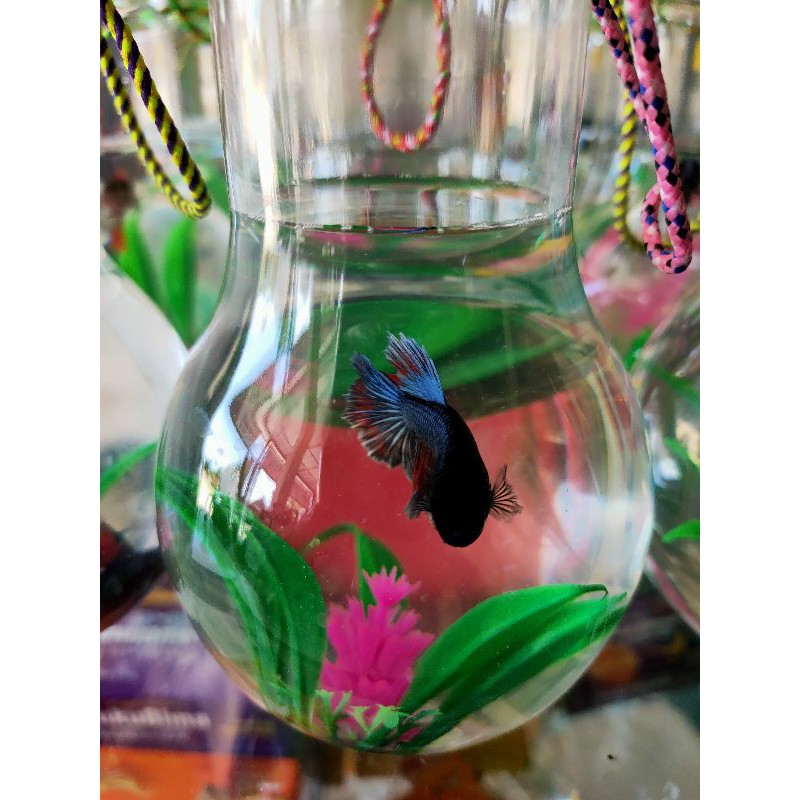 Jual aquarium botol tempat ikan cupang | Shopee Indonesia