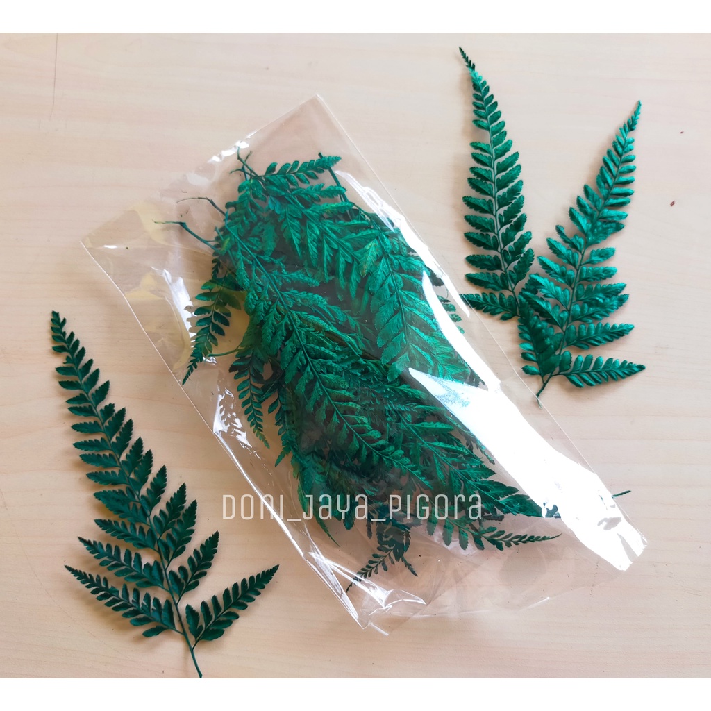 Jual Daun Pakis Kering Potongan 10-15 helai | Shopee Indonesia