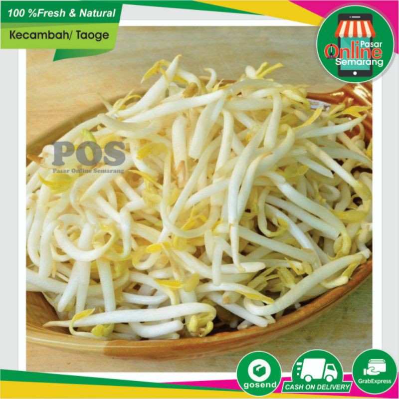 Jual Sayur Sayuran Kecambah / Cambah / Tauge / Toge / Sayur Segar ...