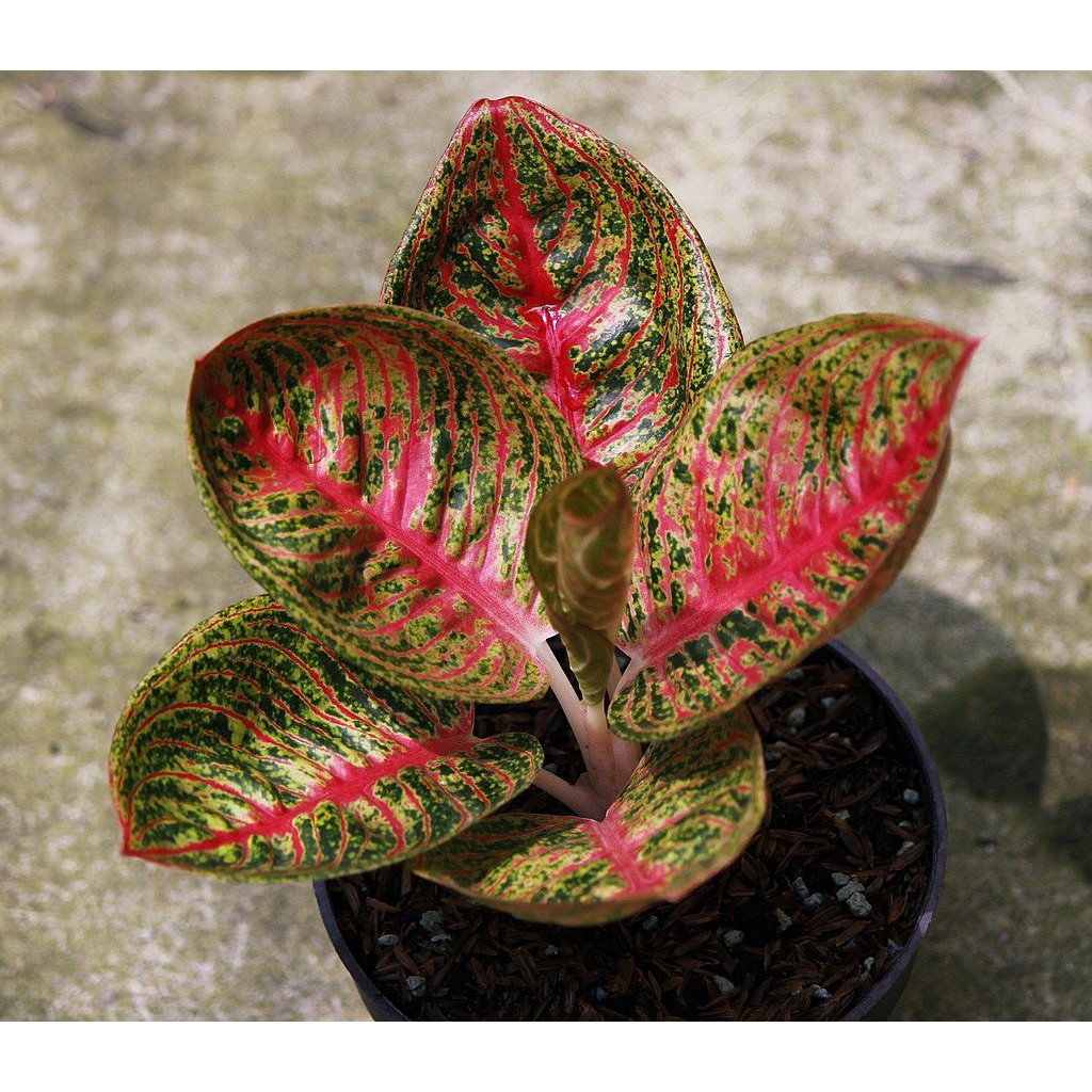 Jual RARE Bibit Bonggolan Aglonema Legacy Mangkok | Shopee Indonesia Jual RARE Bibit Bonggolan Aglonema Legacy Mangkok | Shopee Indonesia