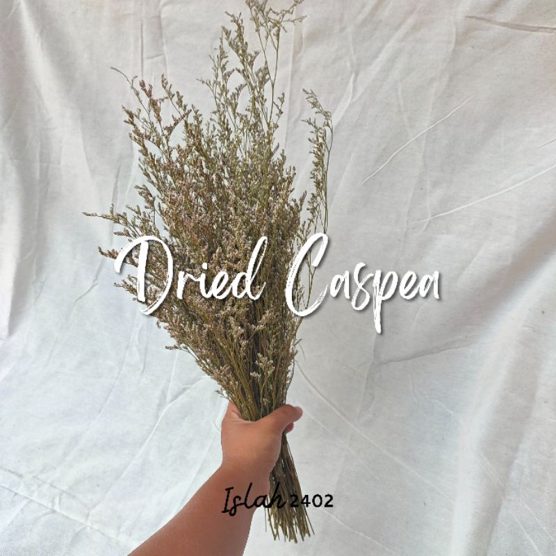Jual Bunga Caspea Kering / Preserved Caspea | Shopee Indonesia