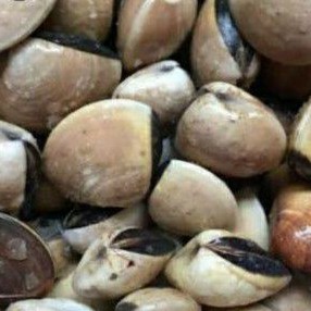 Jual kerang kepa 1 kg - kualitas super frozen | Shopee Indonesia