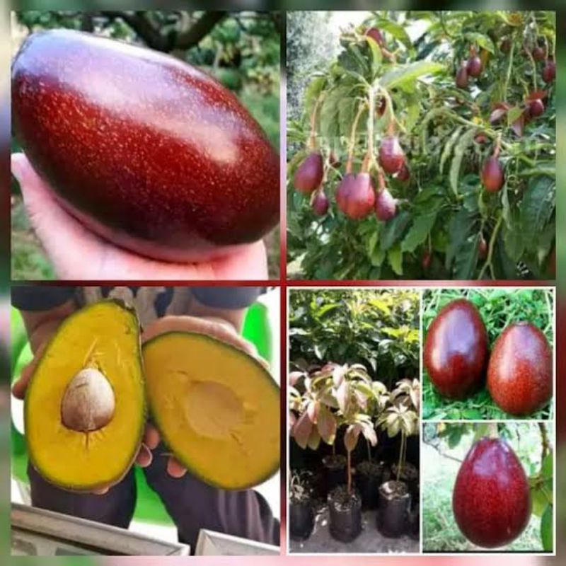 Jual Bibit Alpukat Red Vietnam | Shopee Indonesia