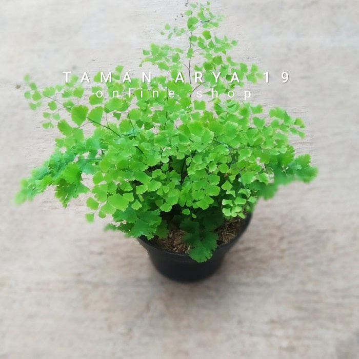 Jual Tanaman hias suplir | indoor plant (Tanaman Hidup-Bunga Hidup ...