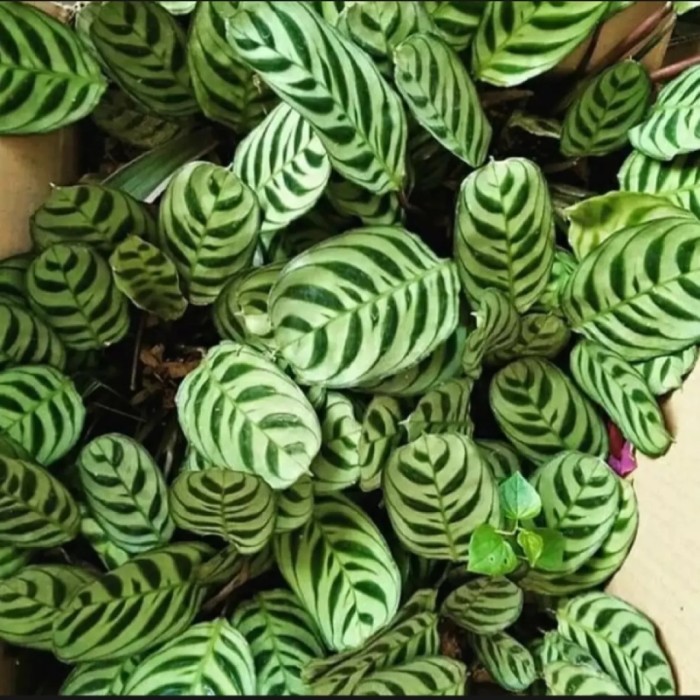 Jual PROMO!! Tanaman Hias Calathea Stromata - Calathea Sepat | Shopee ...