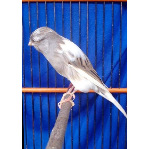 Jual burung kenari panda loper jantan | Shopee Indonesia