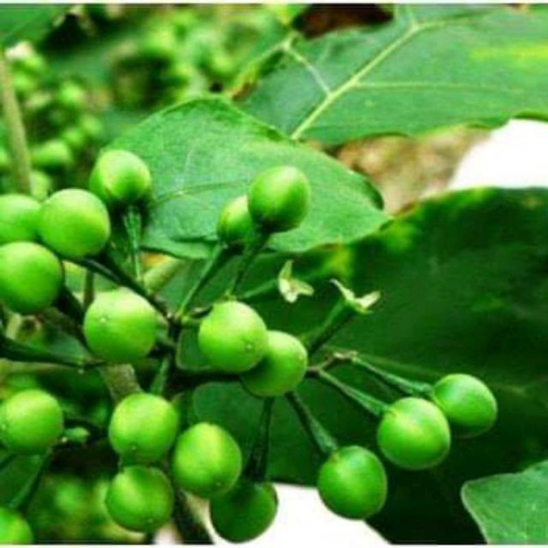 Jual buah takokak/rimbang 500 grm | Shopee Indonesia