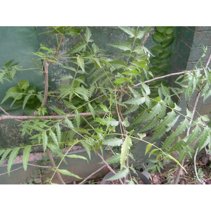 Jual Mimba (Azadirachta indica) | Shopee Indonesia