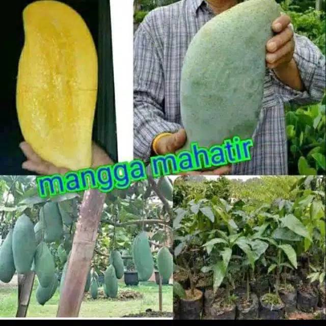 Jual Bibit mangga mahatir Super Besar | Shopee Indonesia