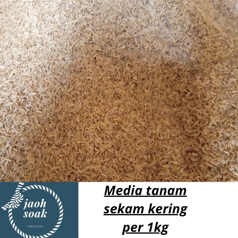 Jual media tanam sekam per 1kg / kulit padi atawa pesak | Shopee Indonesia