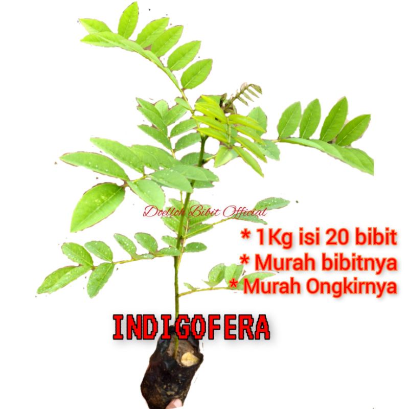 Jual [Buy 20 Get 1 Free] Bibit Indigofera Pakan ternak bergizi tinggi ...