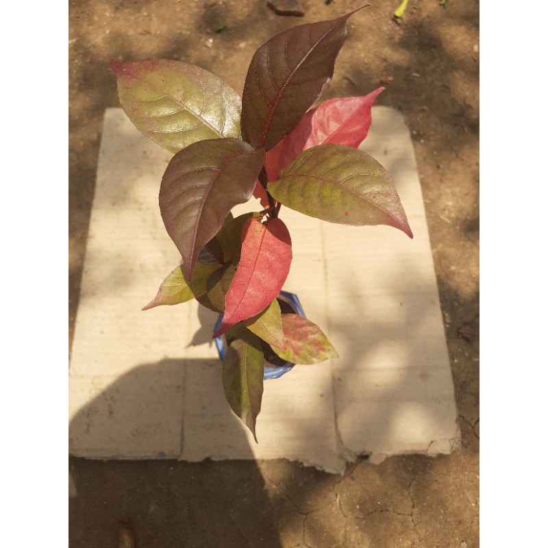 Jual Setek daun ungu atau handelem pertangkai | Shopee Indonesia