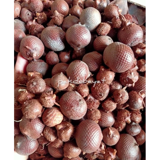 Jual Biji Rotan, Bunga Pinus, Biji Cemara, Jinitri (Biji-Bijian kiloan ...