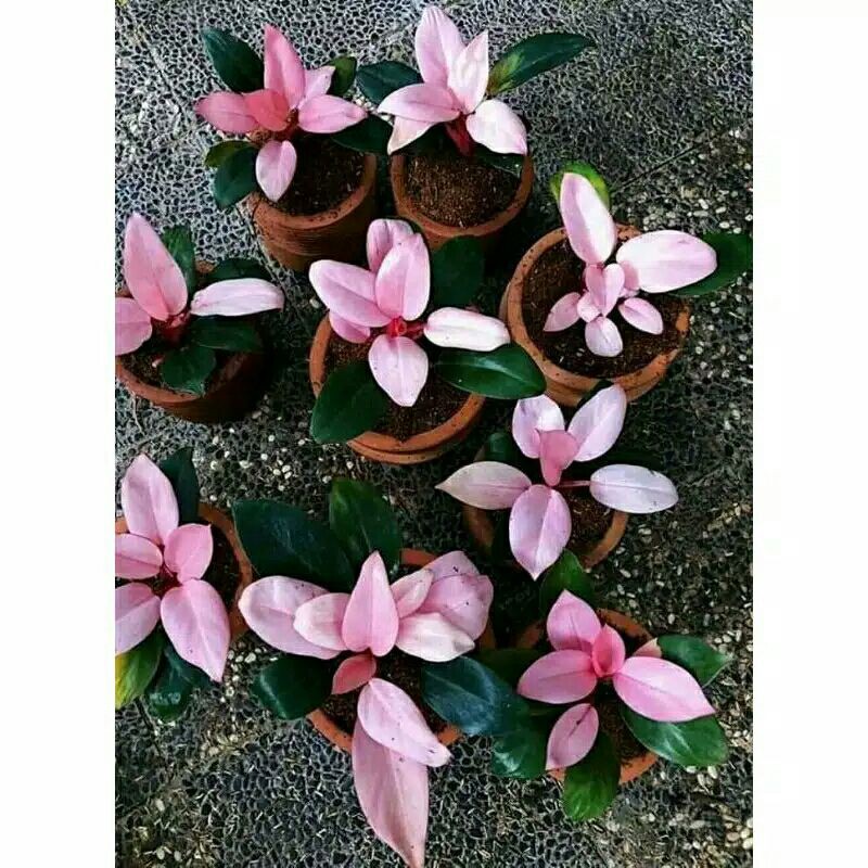 Jual tanaman hias ping congo-tanaman hias ping kongo PROMO PINK KONGO ...