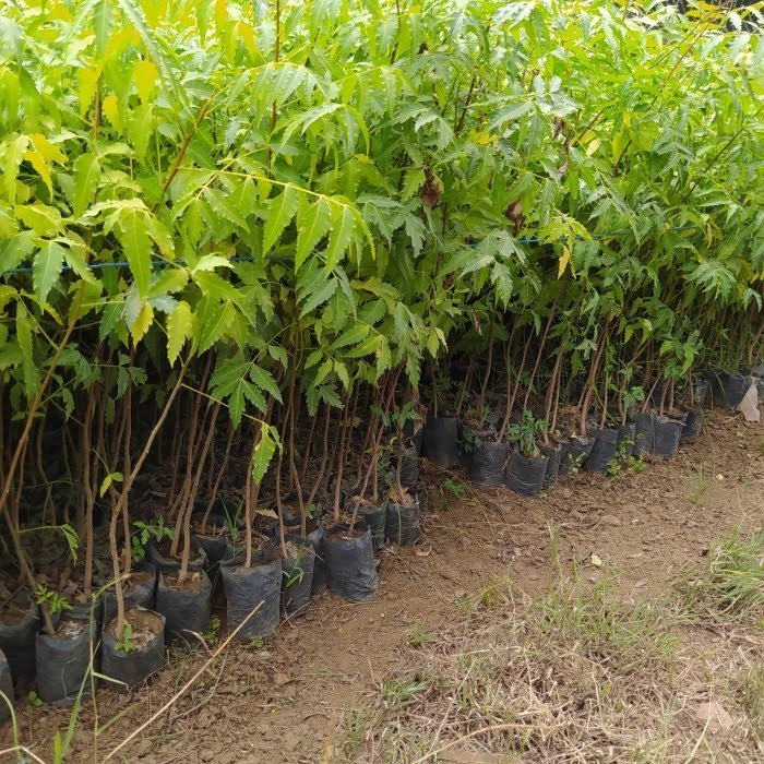 Jual Bibit Tanaman Daun Mimba Obat Kulit Alami Siap Tanam | Shopee ...