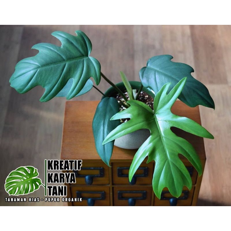 Jual Tanaman hias Philodendron Black Cardinal - Paraiso Verde - Pink ...
