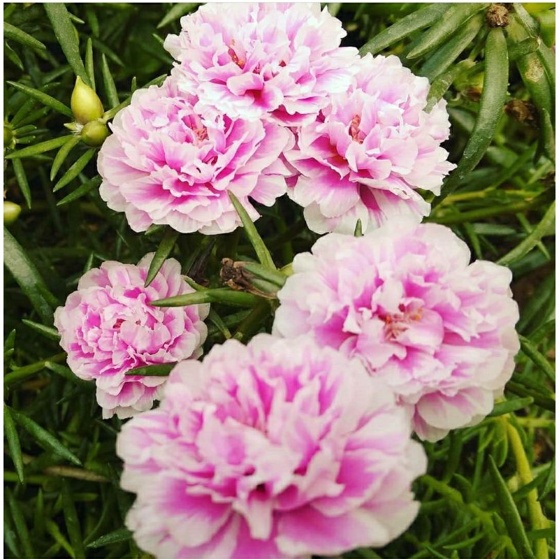 Jual Stekan krokot 5warna | Shopee Indonesia