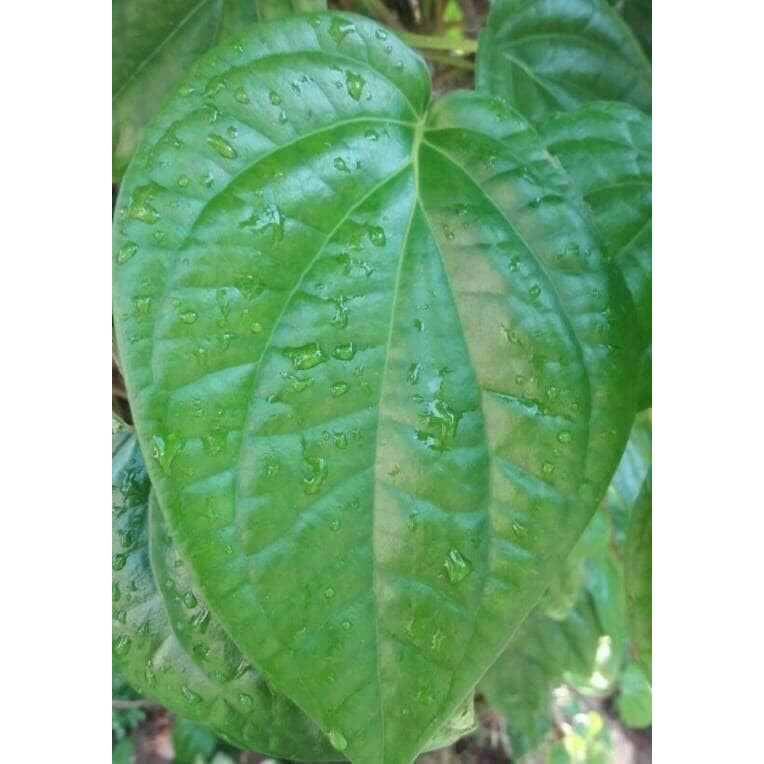 Jual 200 Lembar Daun Sirih hijau Fresh/Seureuh Fresh | Shopee Indonesia