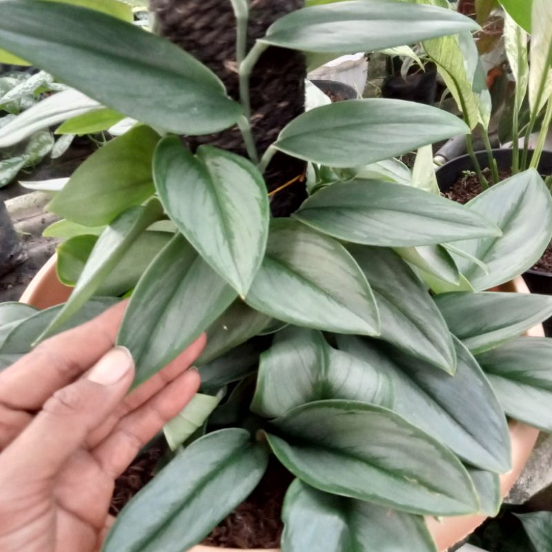 Jual (INYONG PLANT) Tanaman Hias Sirih Gading Susu/Sirih Gading Silver ...