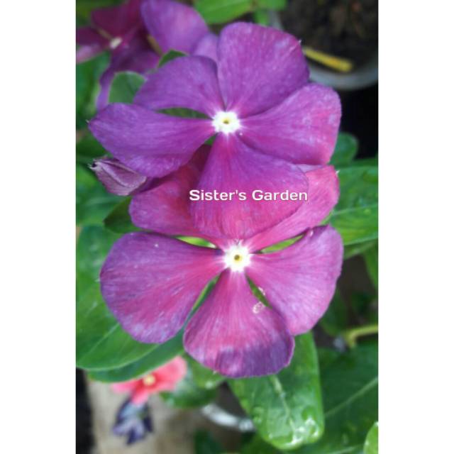 Jual Vinca Violet tegak (benih/seed/biji) | Shopee Indonesia