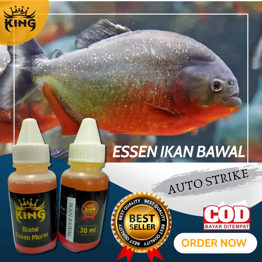 Jual Essen JITU Ikan Bawal Galatama-Umpan Pancing King Esen Premium ...