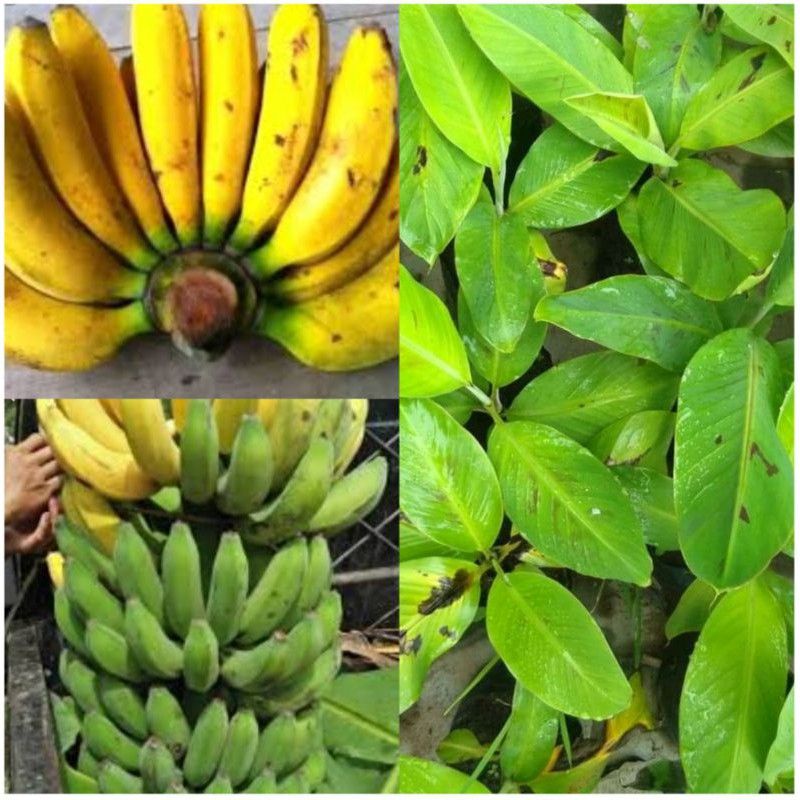 Jual Bibit tanaman PISANG RAJA | Shopee Indonesia