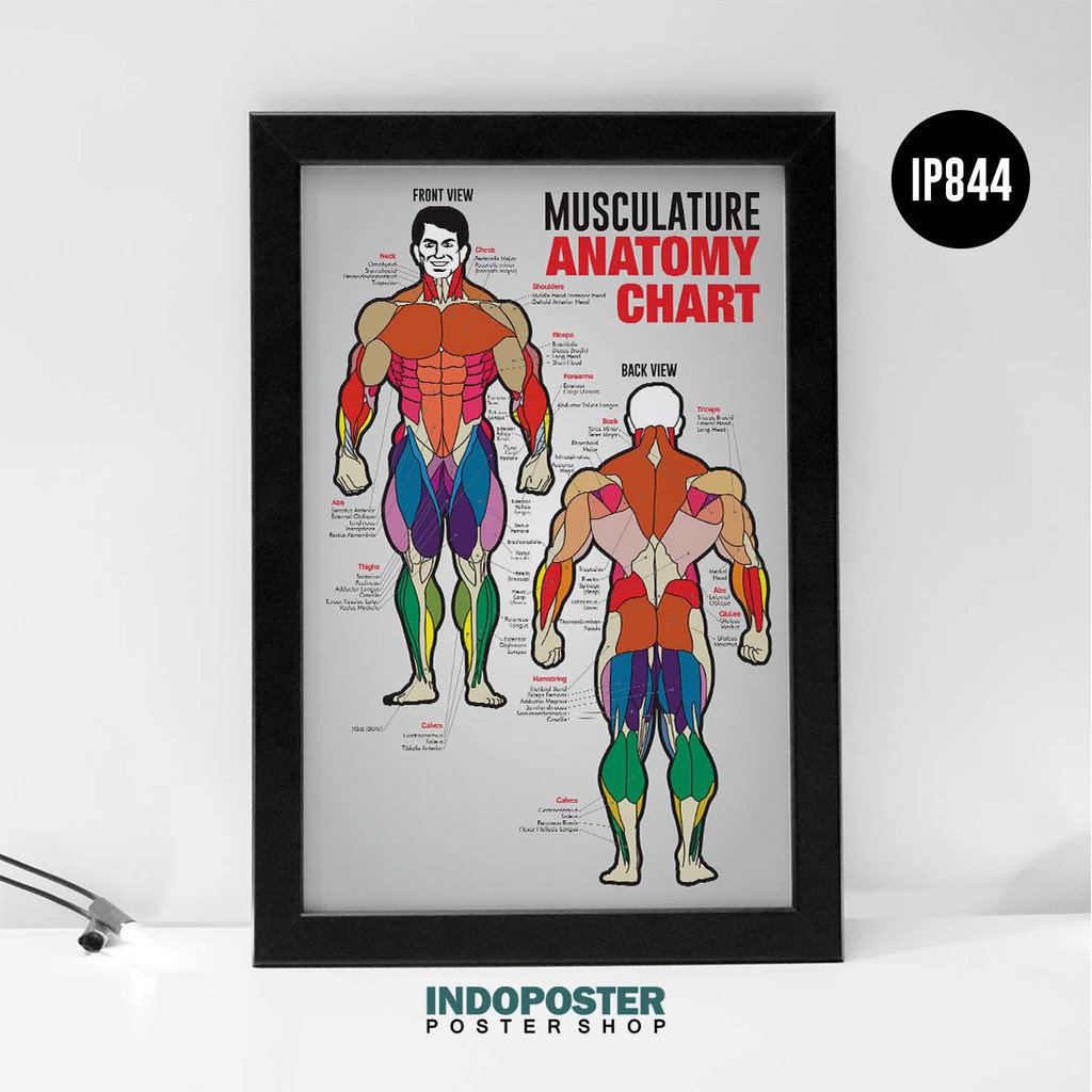 Jual Poster Gym Fitness Binaraga Body Building Bagan Anatomi Otot ...