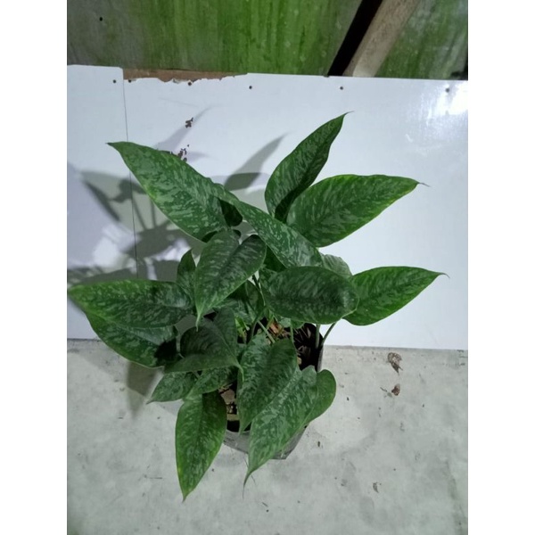 Jual tanaman hias homalomena army bercak silver. | Shopee Indonesia