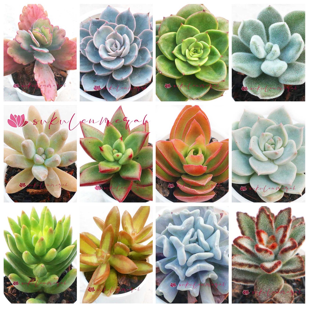 Jual SUKULEN sekulen KAKTUS hidup mini echeveria bisa PILIH GRATIS POT ...