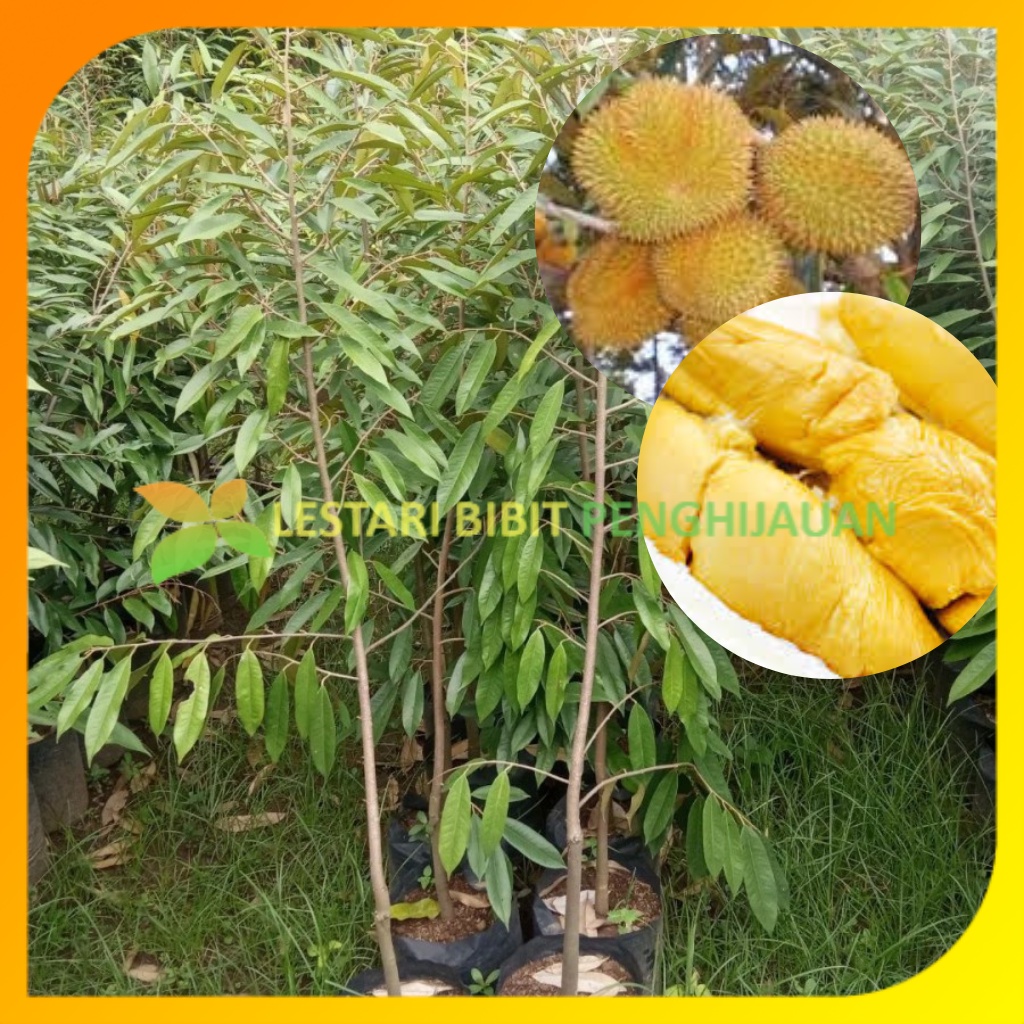 Jual Bibit Durian Musangking Tinggi 1 Meter Batang Besar | Shopee Indonesia