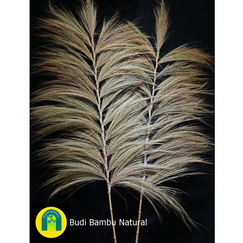 Jual HOME DECOR RAYUNG STICK 3 BATANG ELEGAN NATURAL KUALITAS EXPORT 21 ...