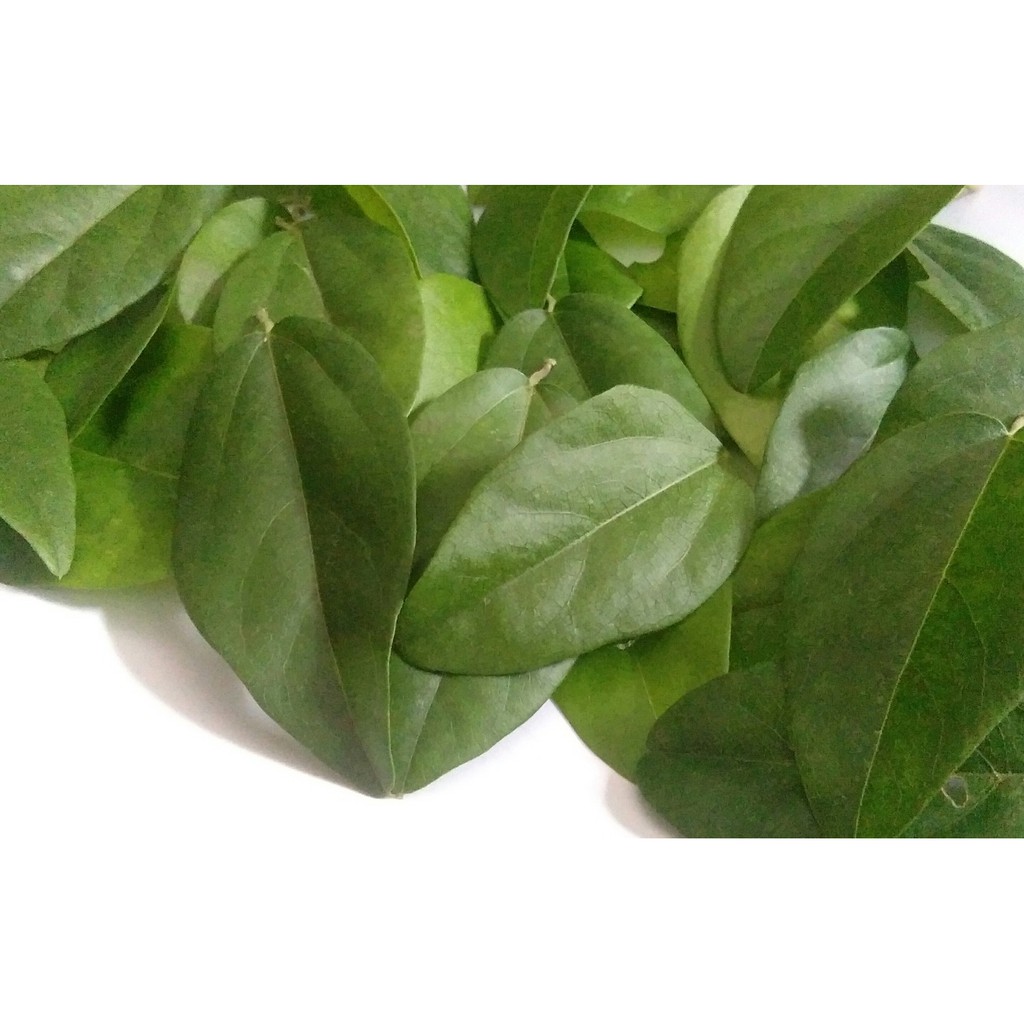Jual Daun Cincau Rambat Organik | Shopee Indonesia