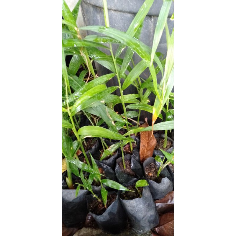 Jual pohon jahe merah dikirim rimbun | Shopee Indonesia