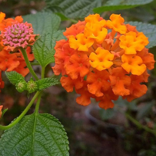 Jual LANTANA IMPORT SUNSET(Bunga Besar) | Shopee Indonesia