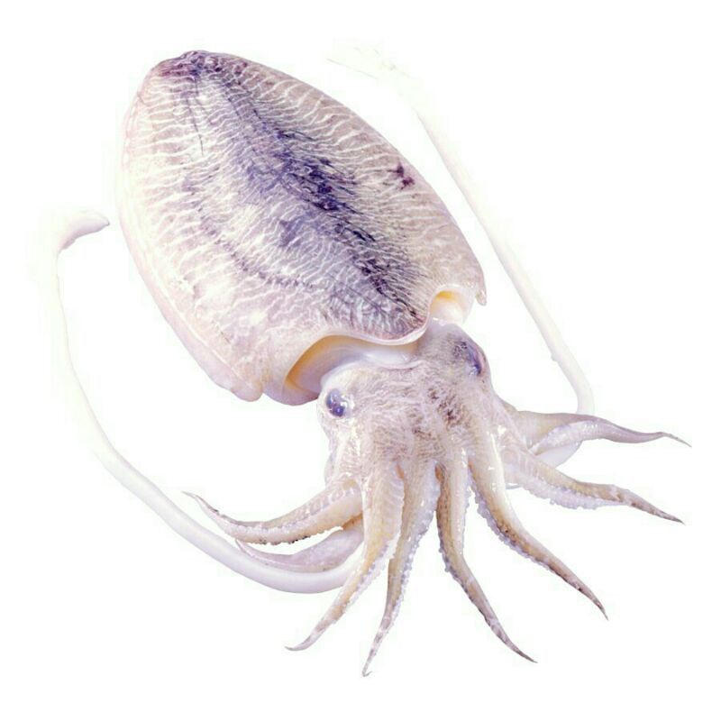 Jual Cumi Balakutak 500gr/ 1Kg | Shopee Indonesia